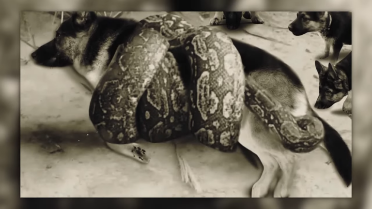 Giant Python Twisted Mama Dog. Seconds Later, The Unbelievable Happened!